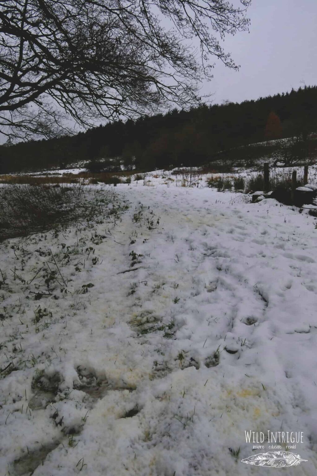 The Mystery of the Yellow Snow - Wild Intrigue