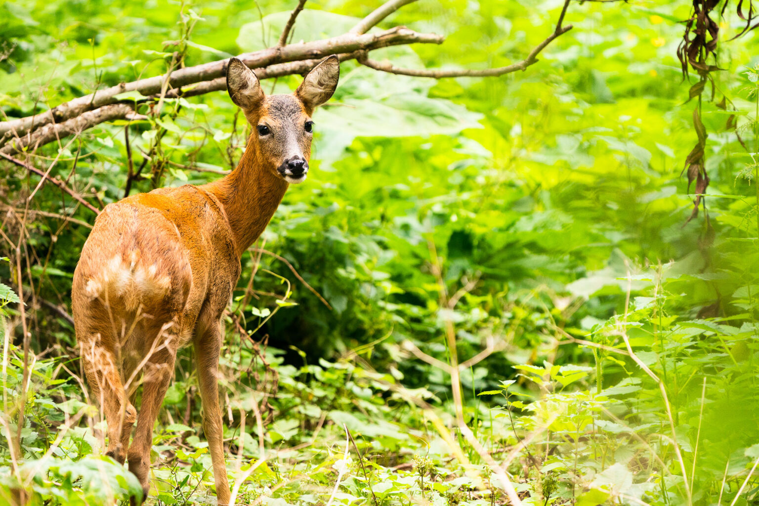 Summer nature experiences for families | North East - Wild Intrigue