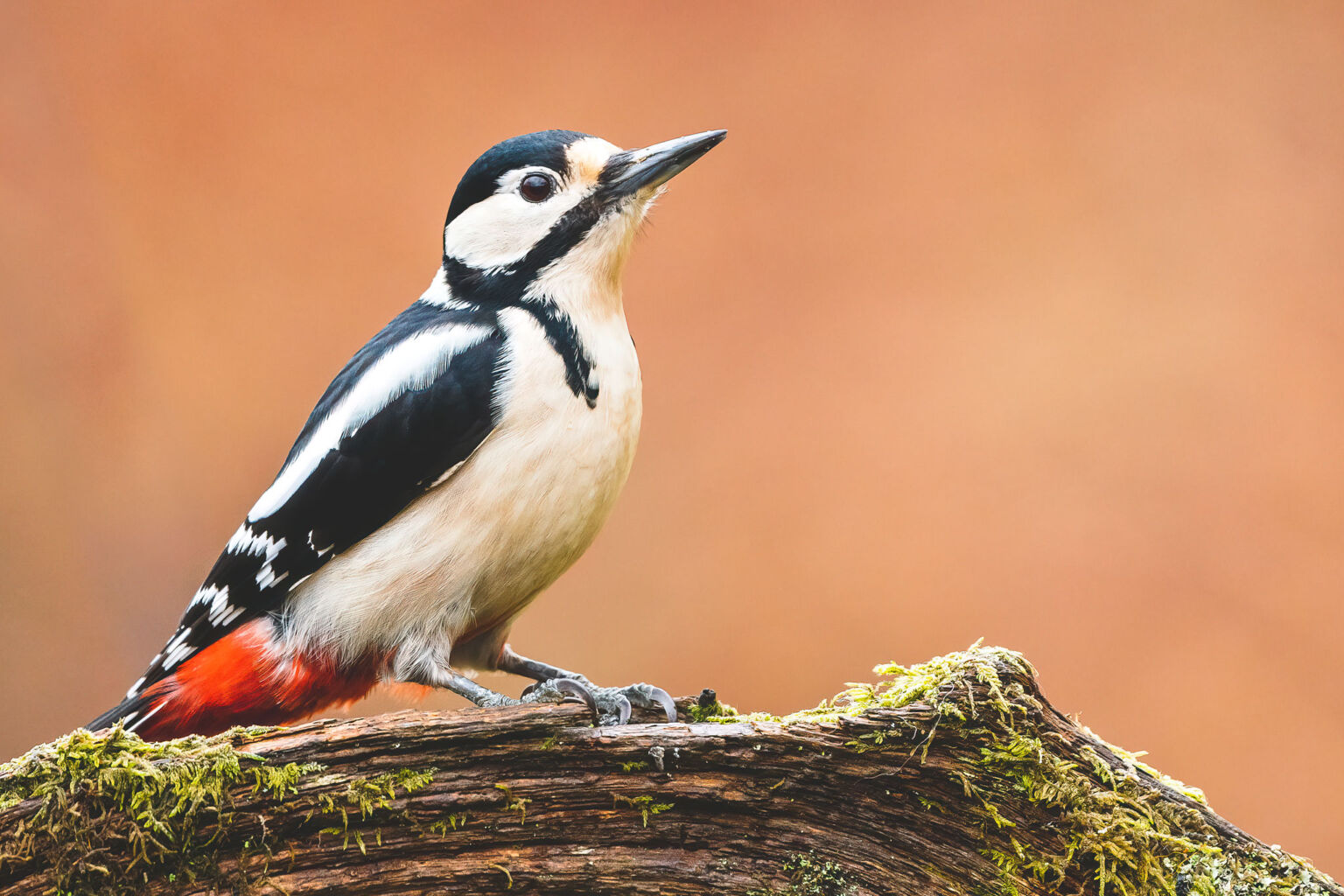 Introduction to Wildlife Photography - Wild Intrigue