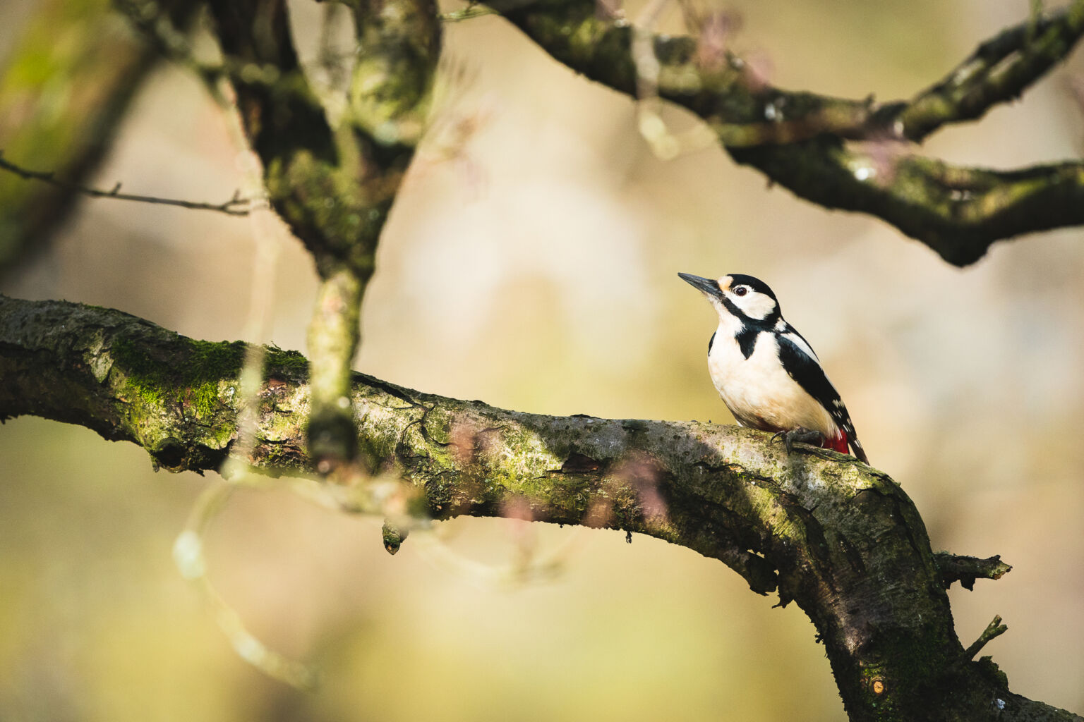 Kielder Wildlife Safari - Wild Intrigue