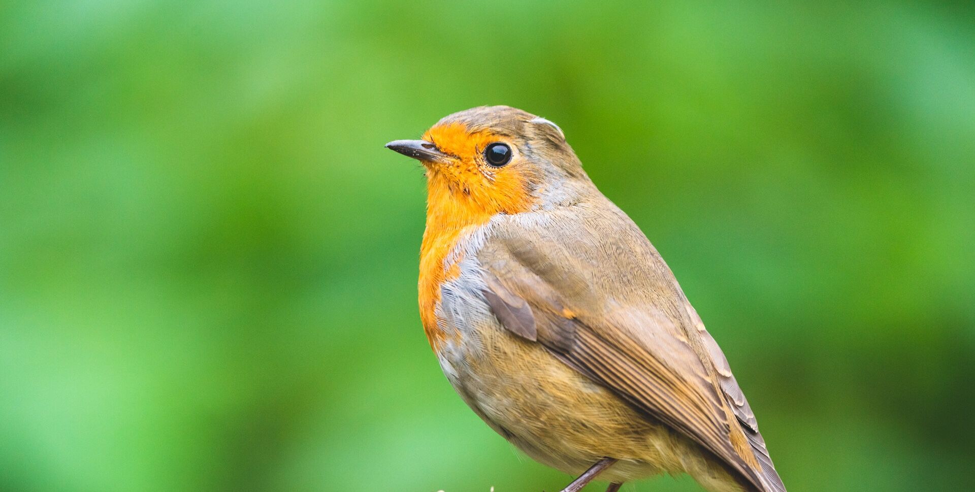 Wildlife Rangers - Wild Intrigue