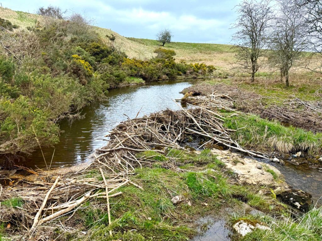 Beaver Enclosure Safari - Wild Intrigue